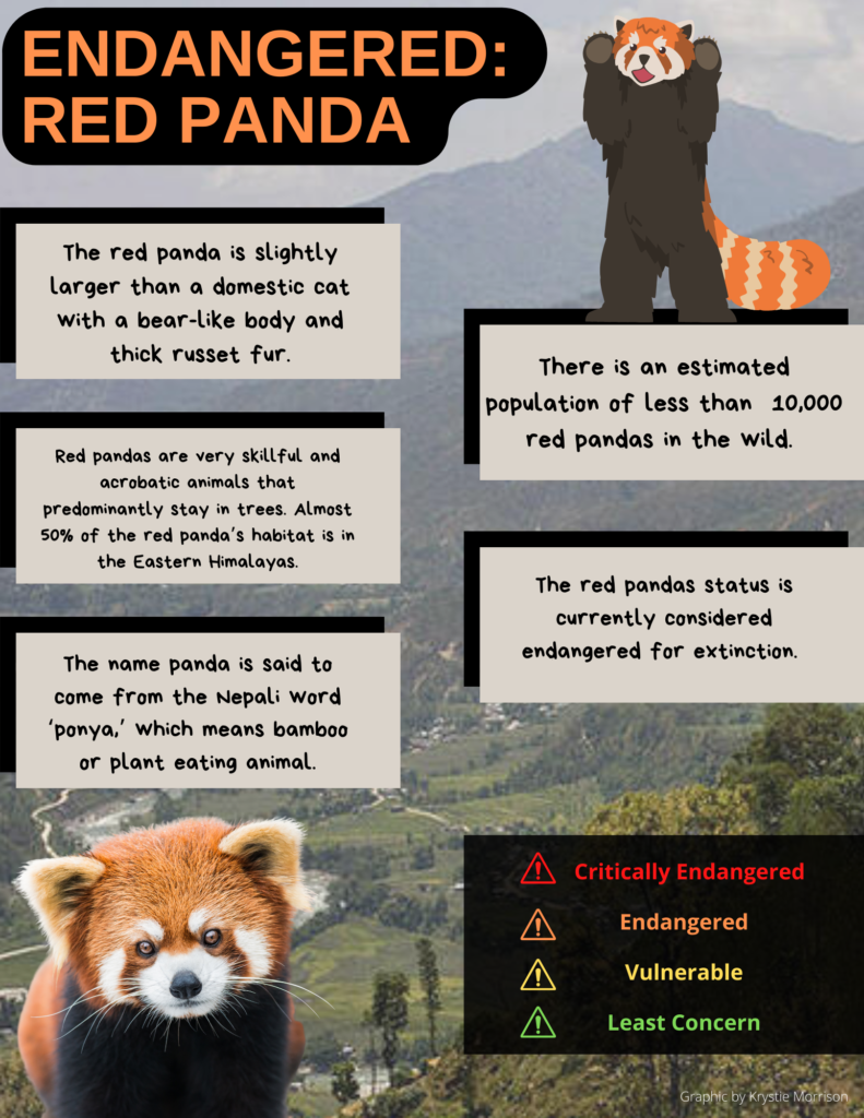 Endangered Wildlife: Red Panda – The Bridge