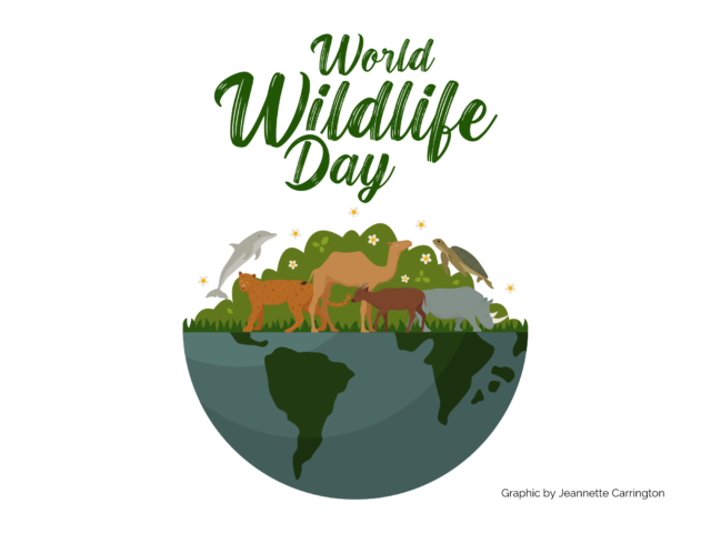 World Wildlife Day Word Search – The Bridge